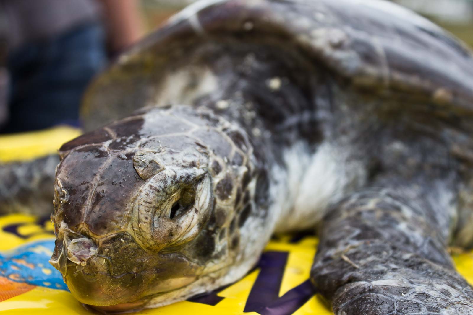 Sea turtle conservation: On the hunt for marine turtles