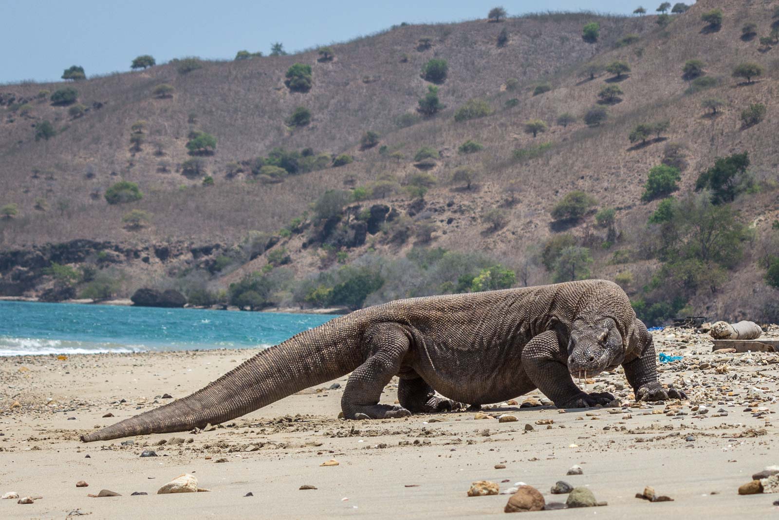 See Komodo dragons on Komodo Island - Komodo National Park