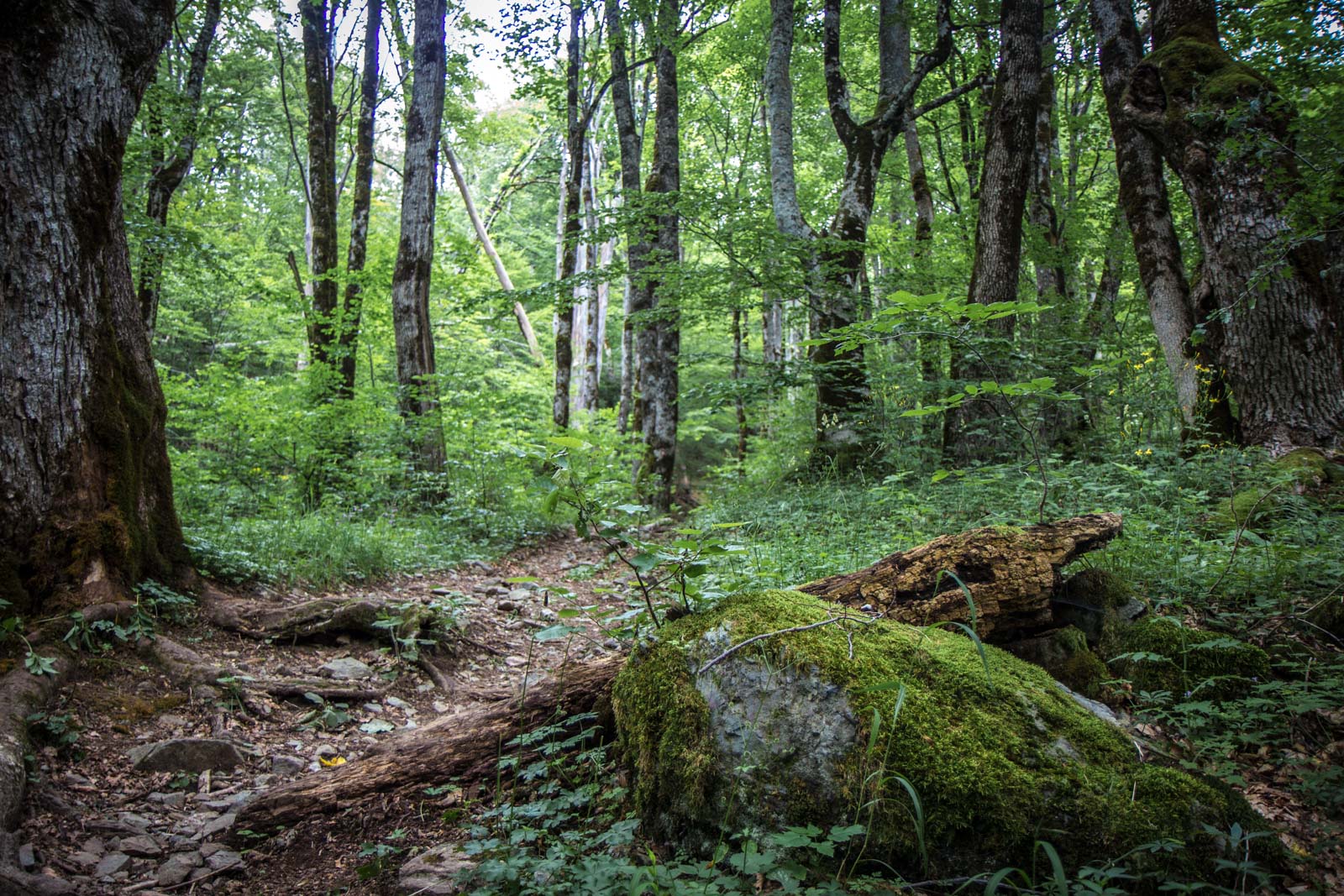 Biogradska Gora National Park, Montenegro