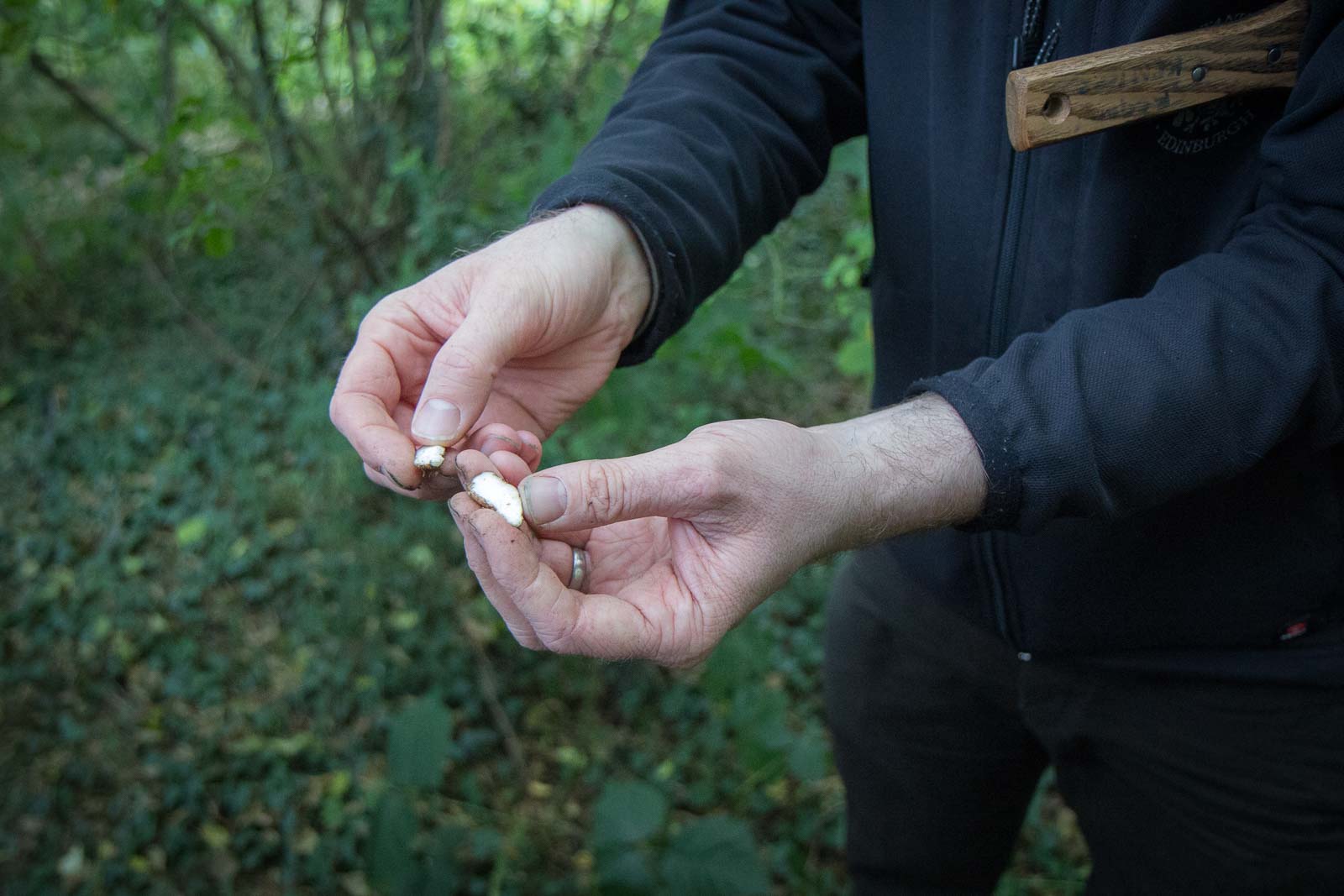 Foraging for food in Scotland