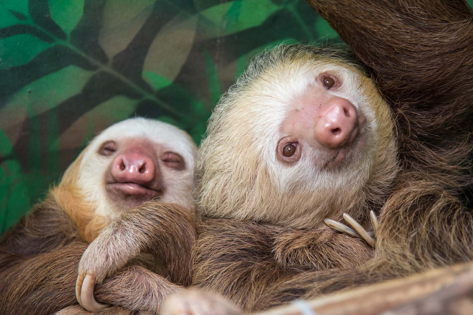 Costa Rica Sloth Money