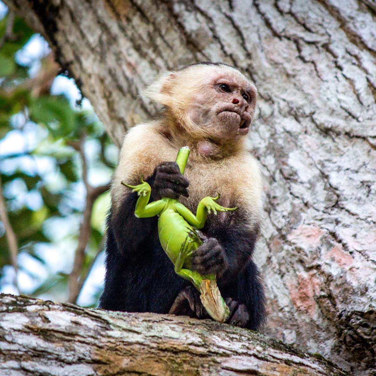 What Do Capuchin Monkeys Eat