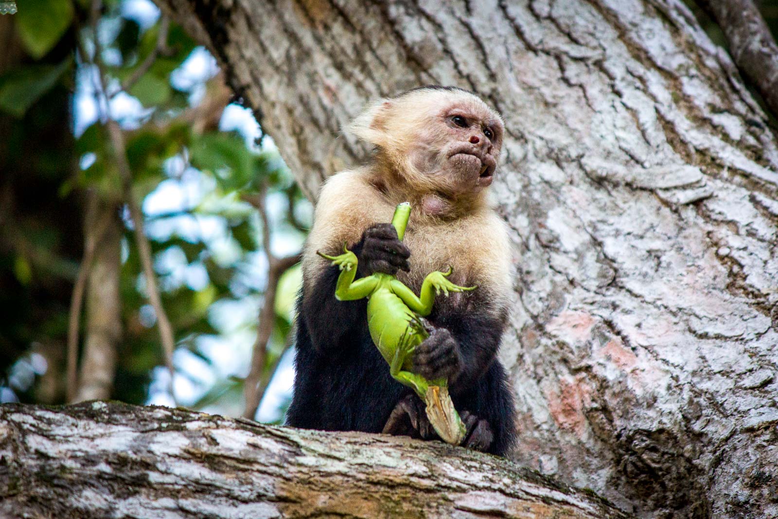 A monkey makes a meal of it