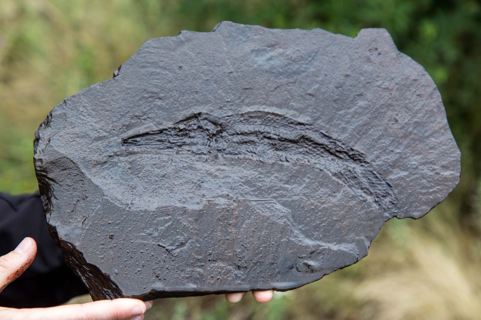 How to visit the Messel Pit Fossil Site in 2025