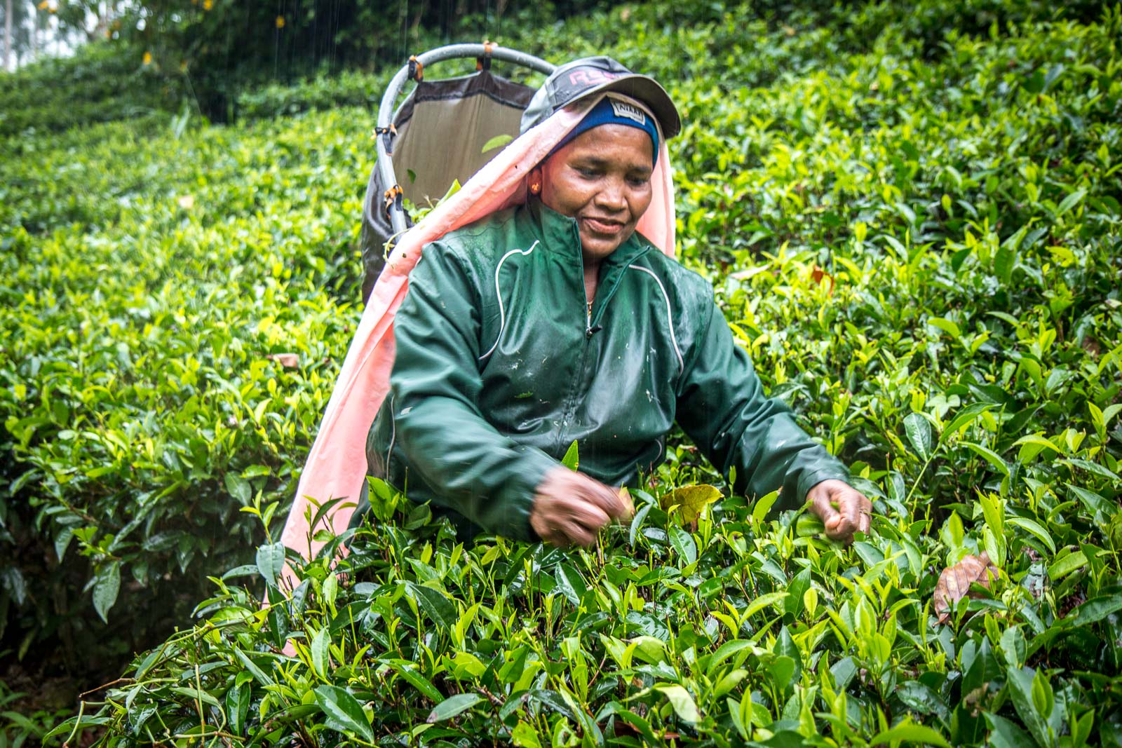 Sri Lanka's tea plantations, Talawakelle, Sri Lanka (2023)