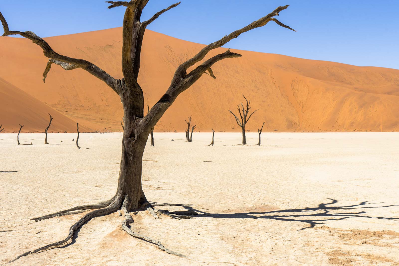 Visiting the stunning Deadvlei at Sossusvlei in Namibia