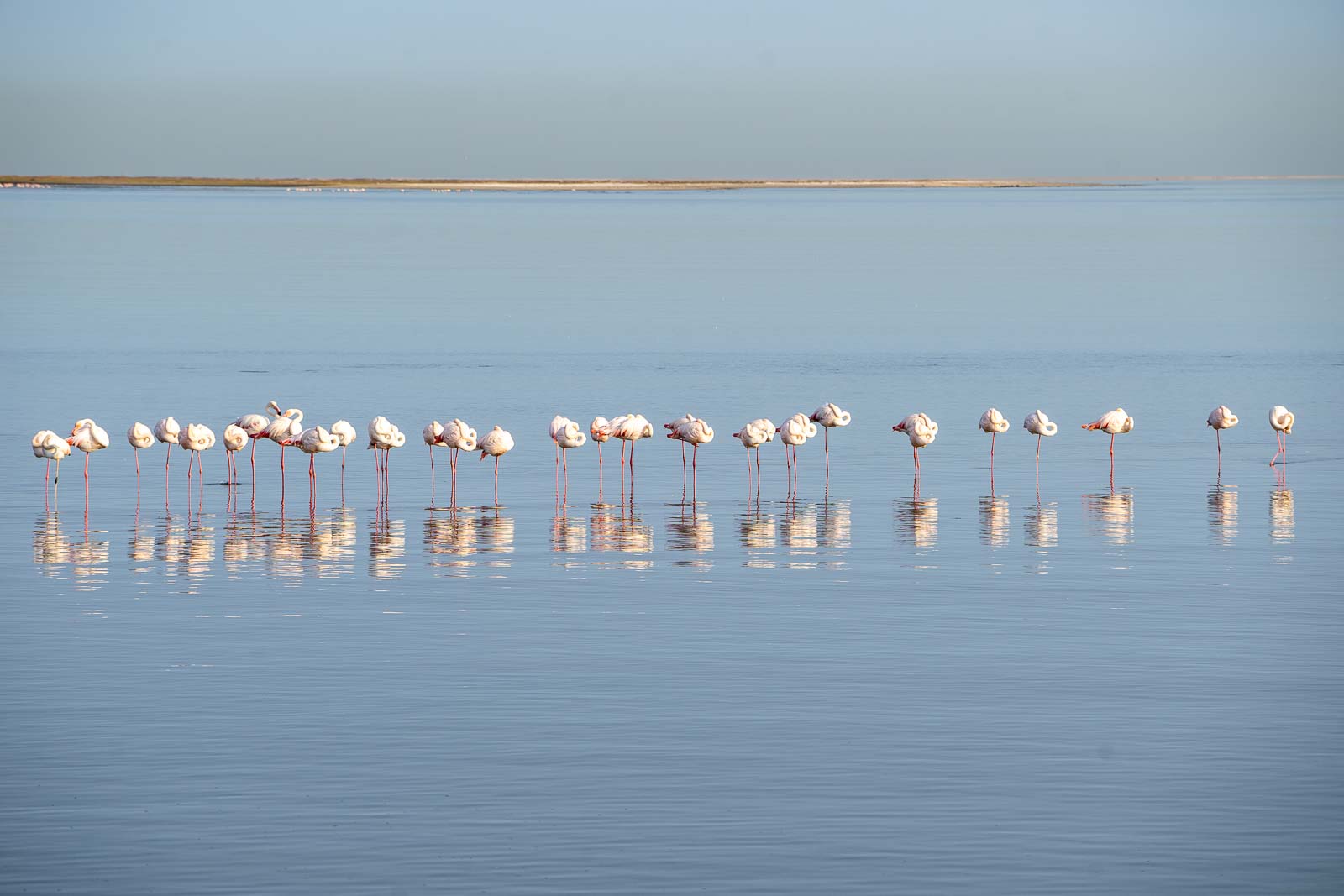 Walvis bay boat cruise in Namibia: A dolphin cruise from Swakopmund (2025)