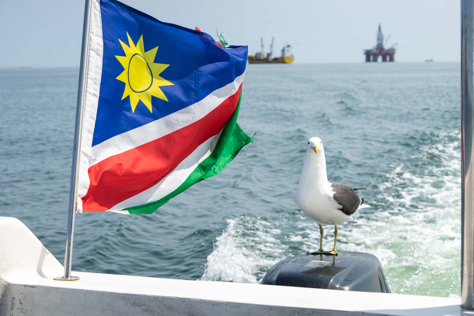 Walvis bay boat cruise in Namibia: A dolphin cruise from Swakopmund