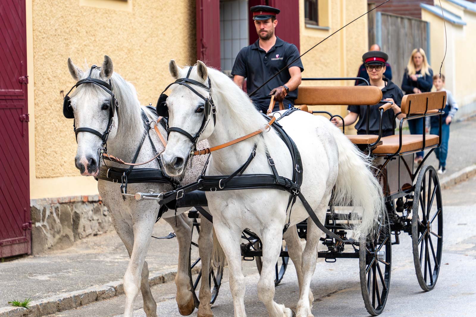 Piber Stud Farm - visiting the home of the Lipizzaner (2025)
